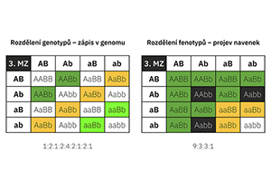 Johann Gregor Mendel History